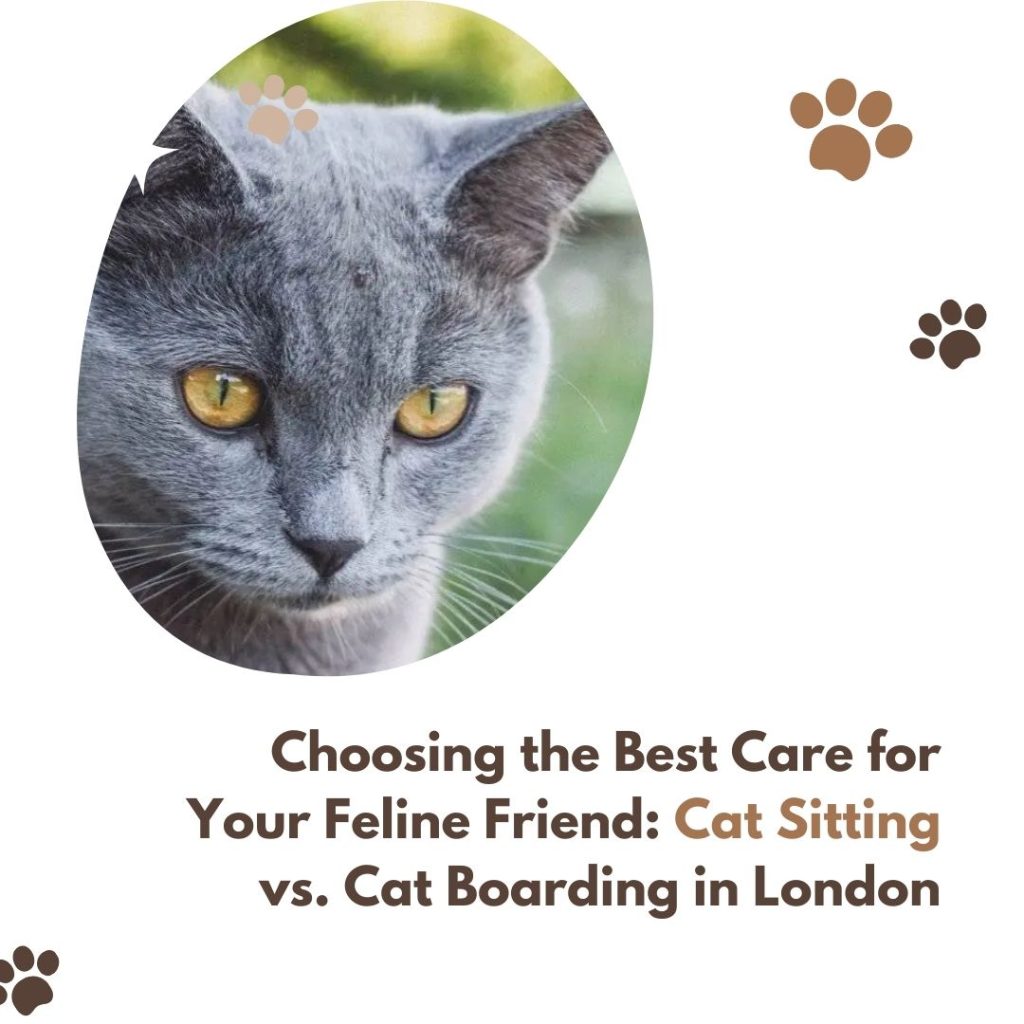 Choosing the Best Care for Your Feline Friend: Cat Sitting vs. Cat Boarding in London - Creative ...